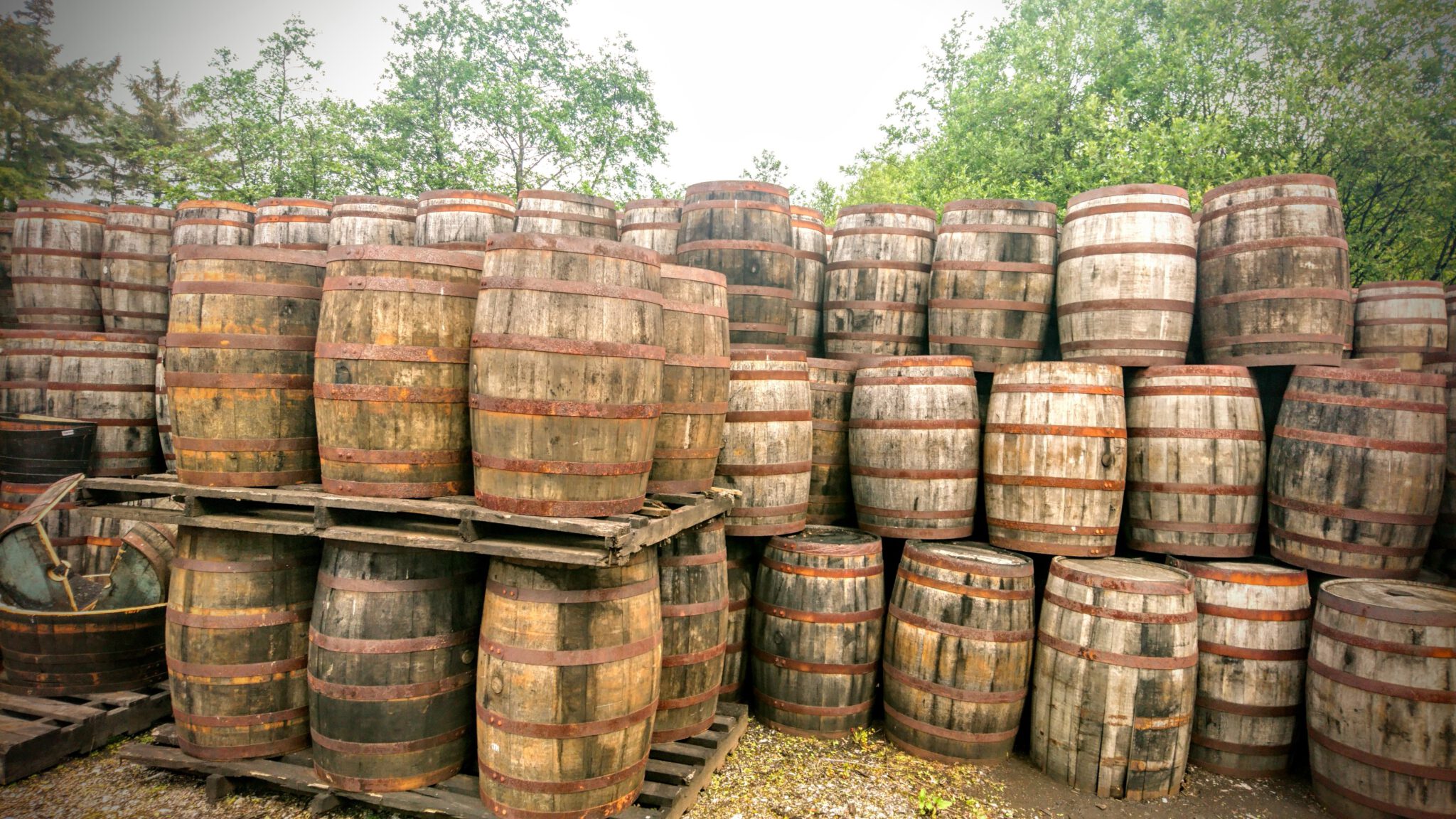 The Barrel Gallery - An Crann Darach